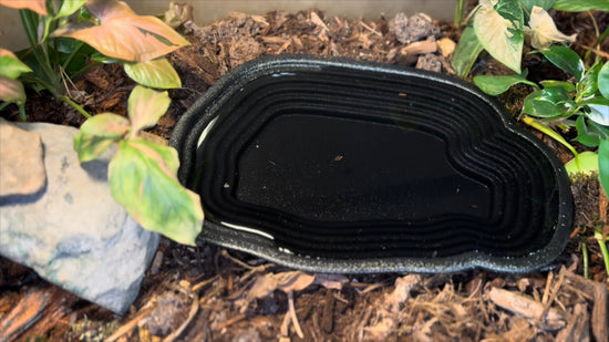 Reptile Bathing Pool with Steps, Feeding Bowl – Reptile Kages